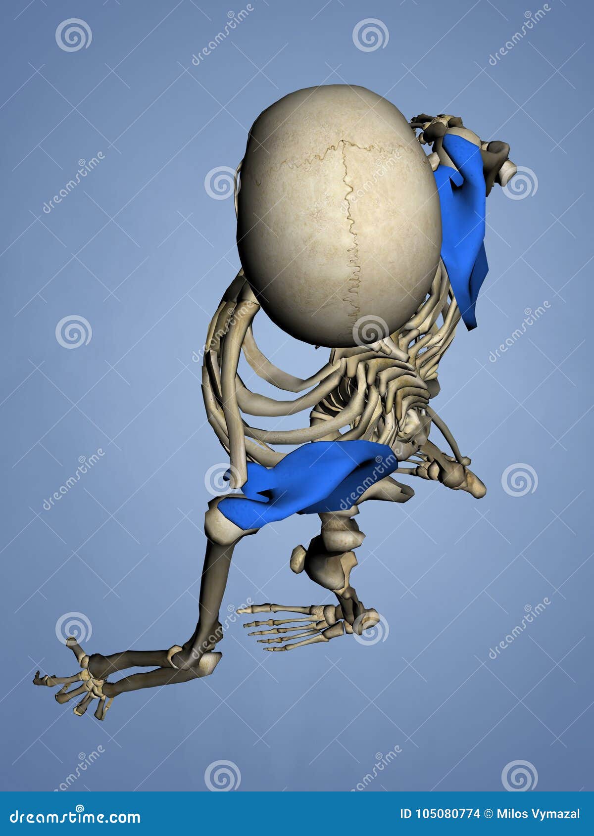 Scapula M-SKEL-SCAPULA 8, 3D Model Royalty-Free Stock Photography ...