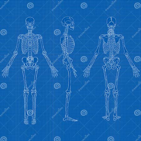 Human Skeleton Blueprint Vector Stock Vector - Illustration of ...