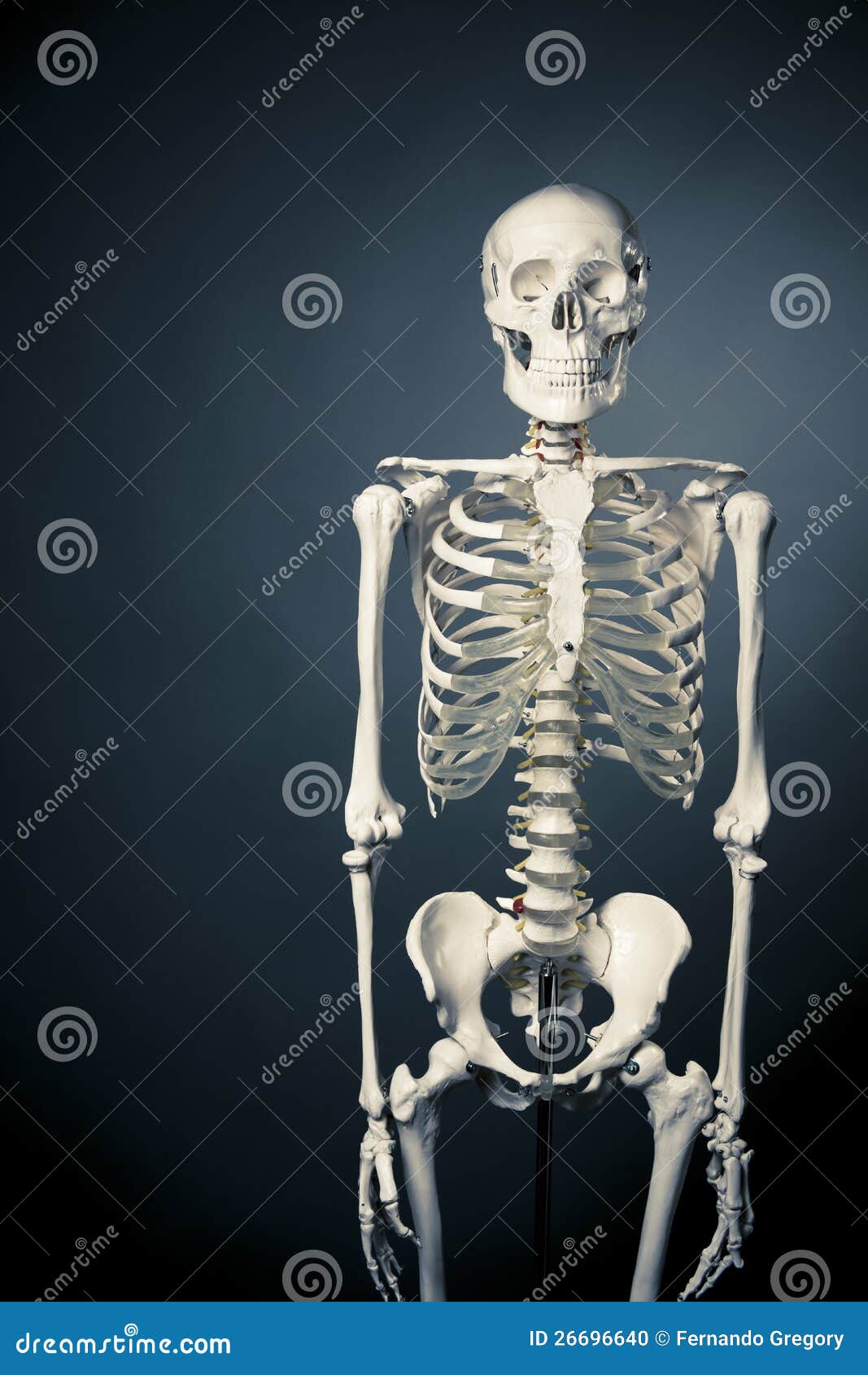 Human Skeleton Body on a Grey Background Stock Photo - Image of medical ...