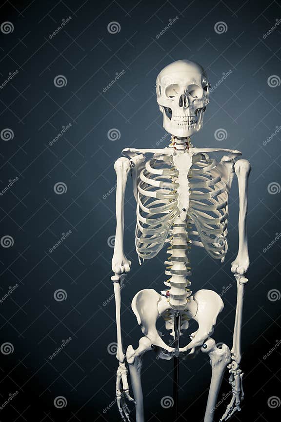 Human Skeleton Body on a Grey Background Stock Photo - Image of medical ...