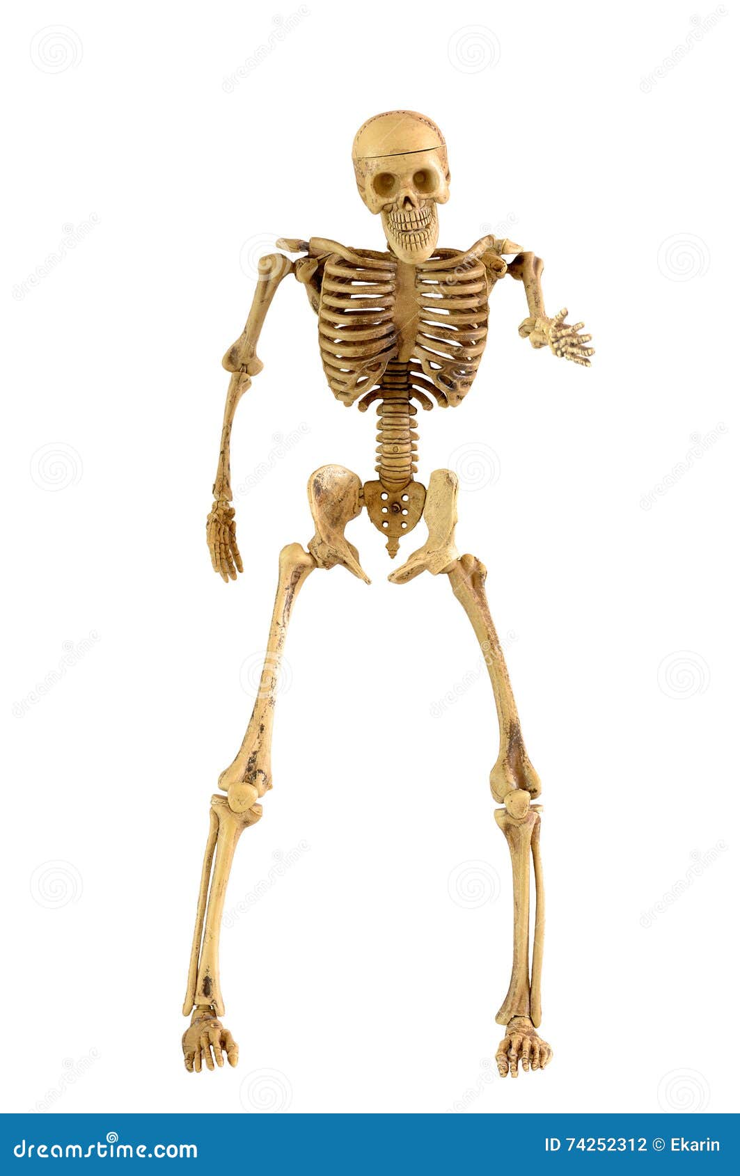 Human Skeleton Bone Standing Action Stock Photo - Image of skull ...
