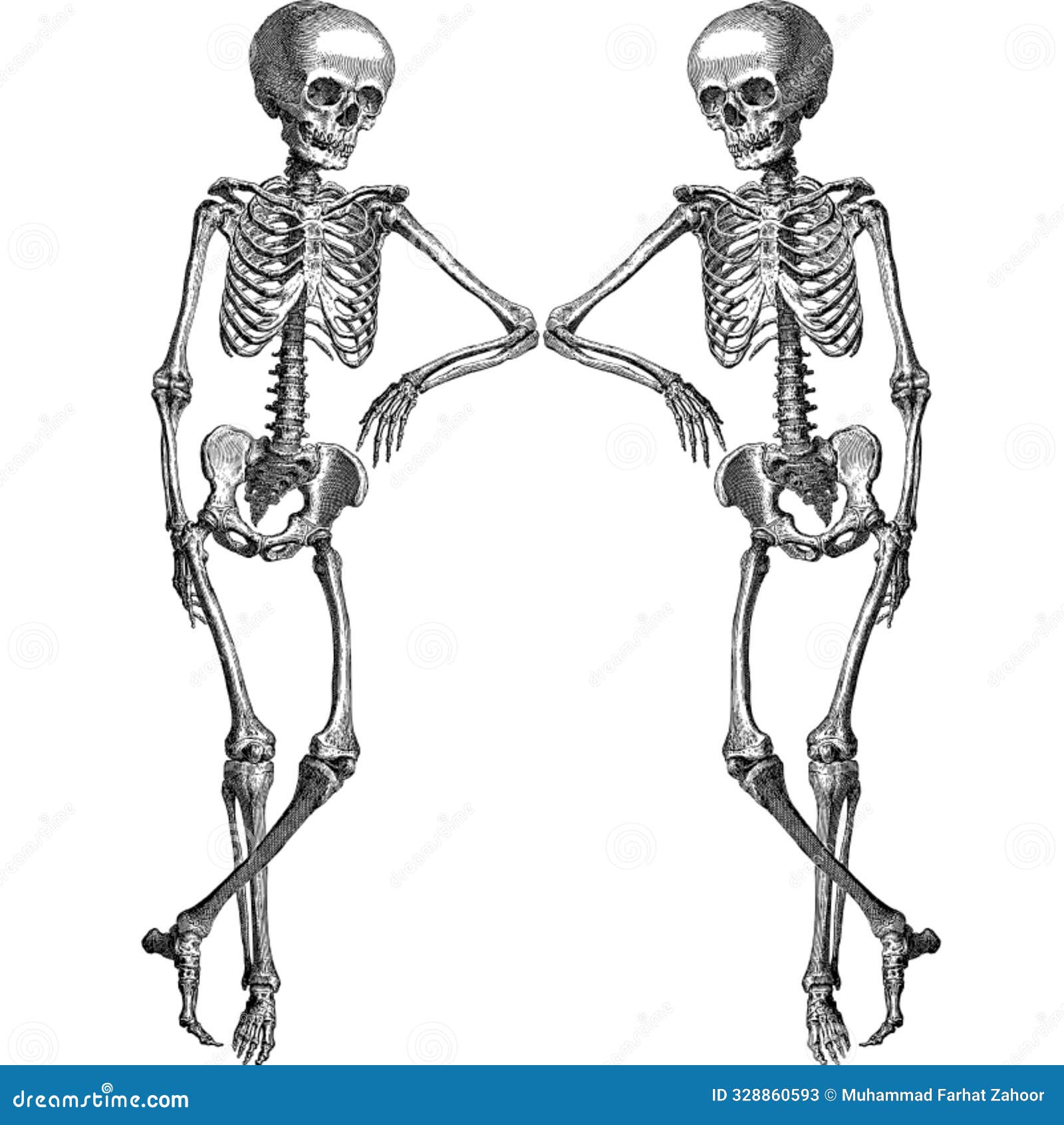 Human Skeleton Bone Illustration for Anatomy and Medical Education ...