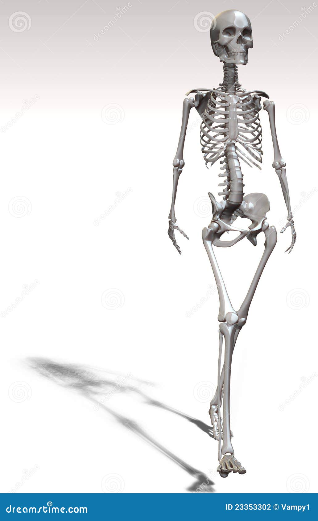 Human skeleton and bones stock illustration. Illustration of walk ...