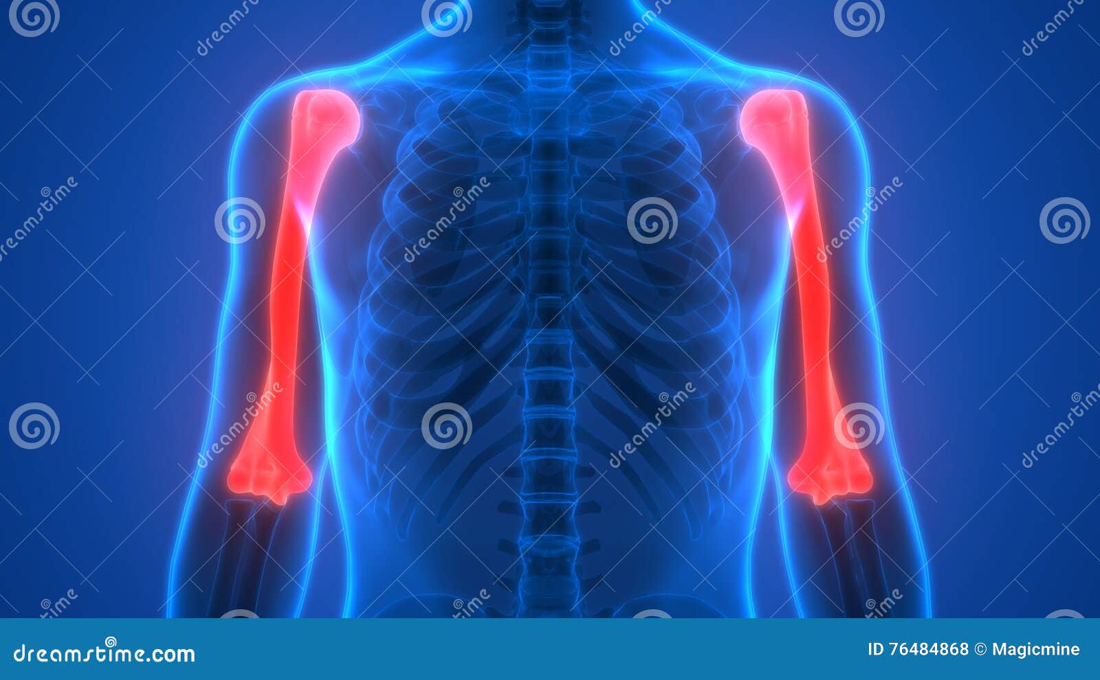 Human Humerus Stock Illustration | CartoonDealer.com #30722974