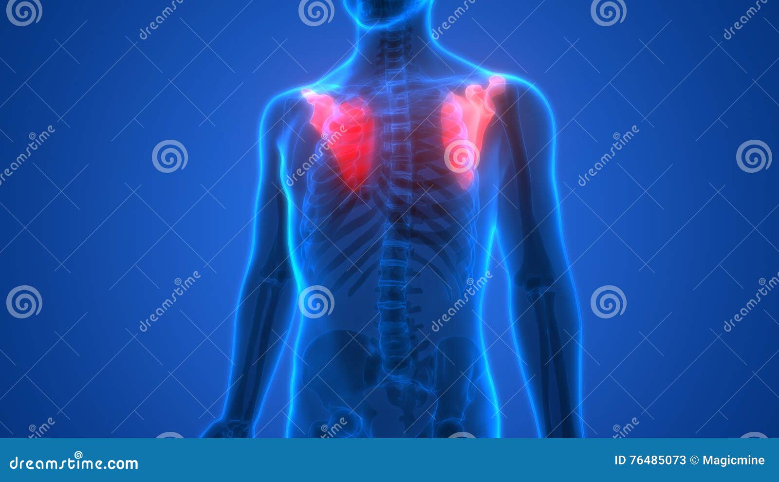 Anatomy Of Scapula Bone With Anterior Posterior And Lateral Views ...