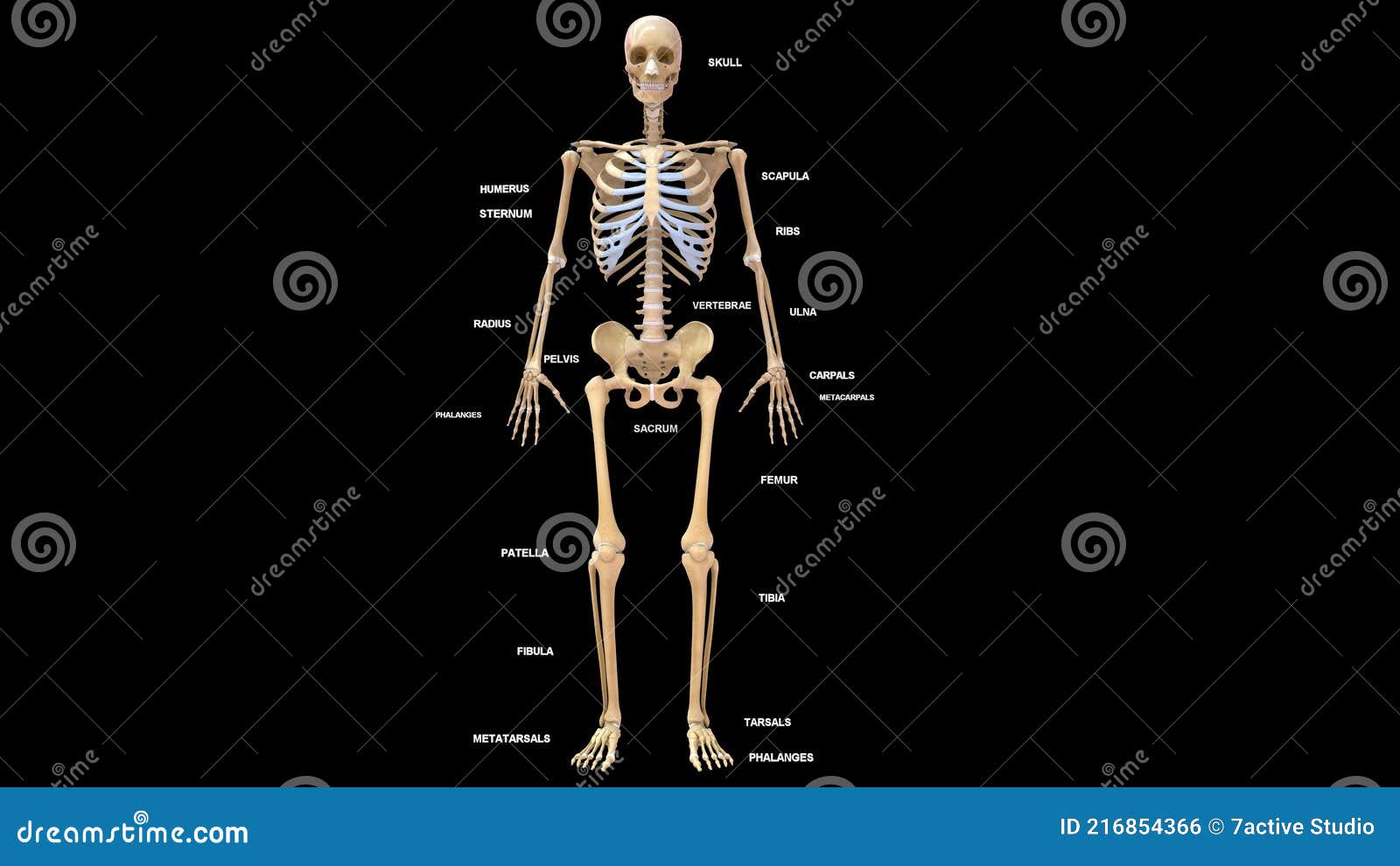 Human Skeleton Bones or Skeletal Bones of Human Stock Illustration ...