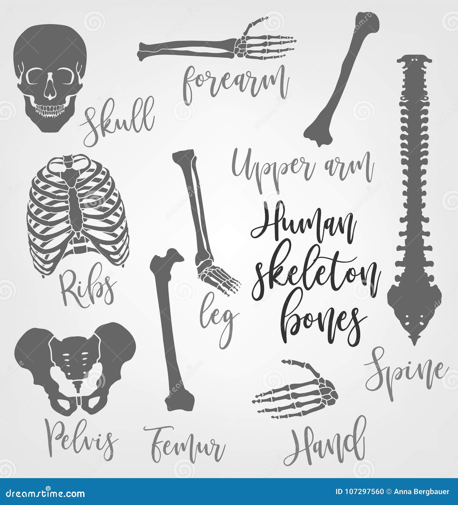 Drawing Skeleton And Names