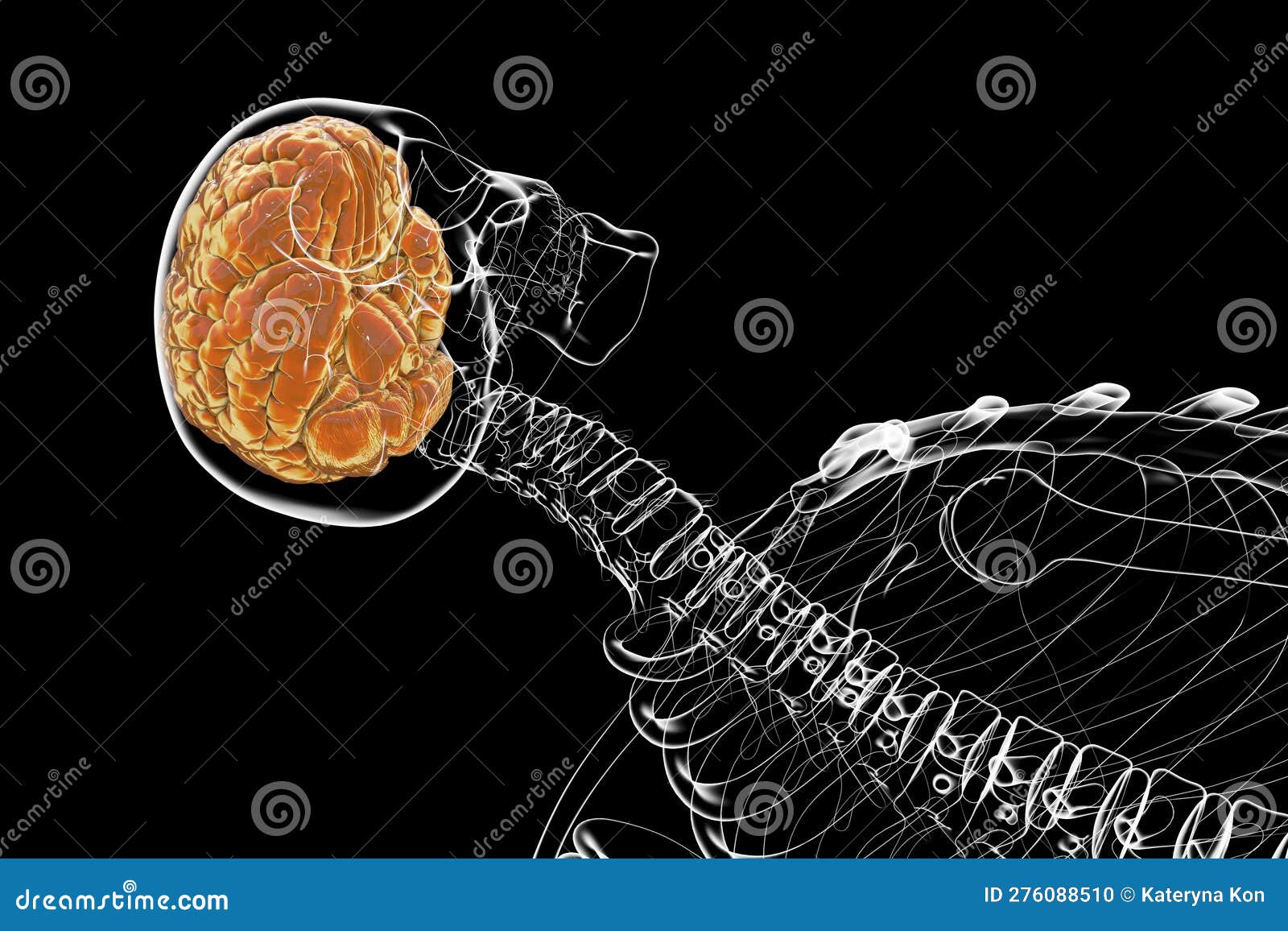 A Human Skeleton with a Brain, 3D Illustration Showcasing the Brain ...