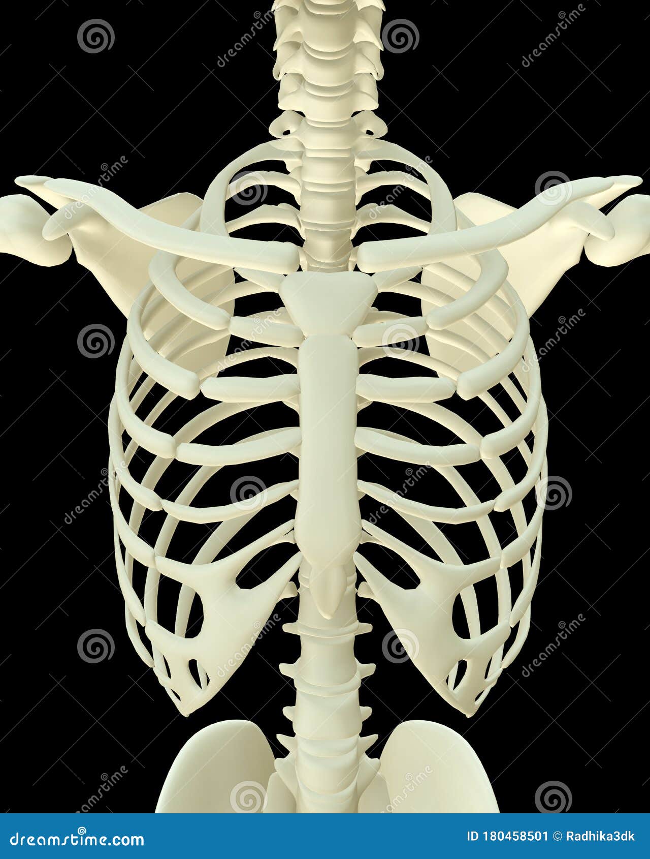 Set Of Bone, Chest X-ray Concept Icon, Roentgen Human Body Image ...
