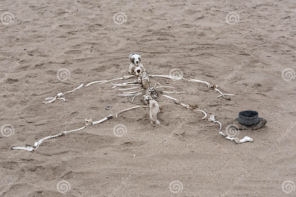 Human Skeleton Built from Animal Bones on the Skeleton Coast in Namibia ...