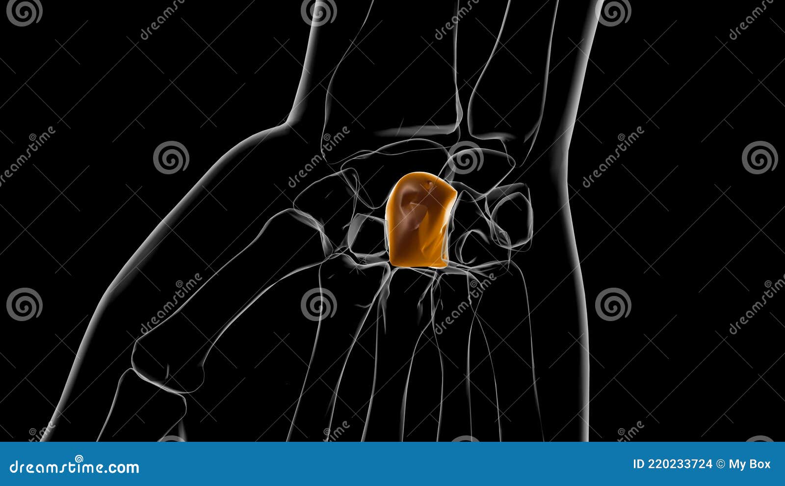 Human Skeleton Capitate Bone Anatomy 3D Stock Illustration ...