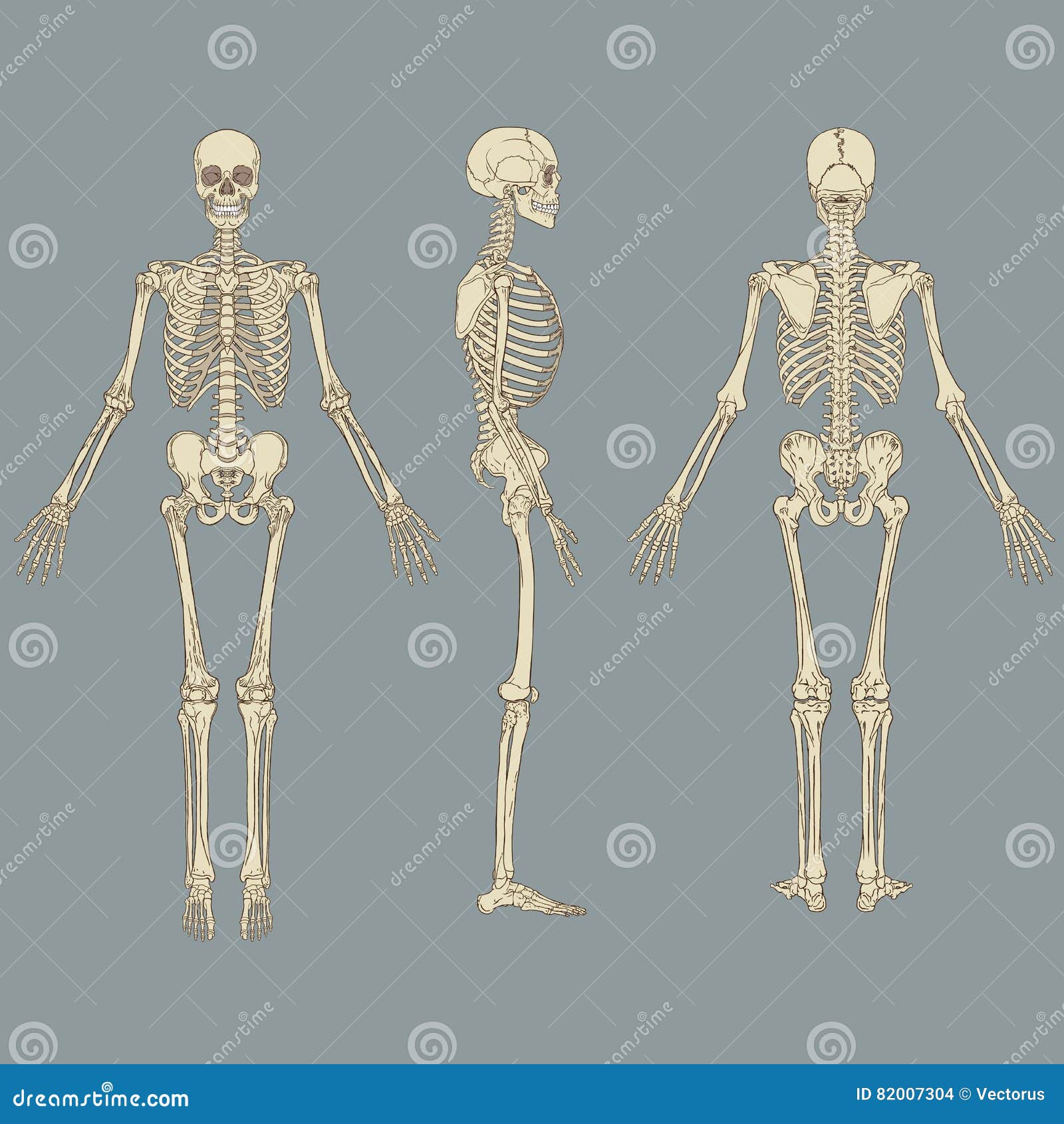 Human Skeleton Chart Vector Stock Vector - Illustration of chest ...