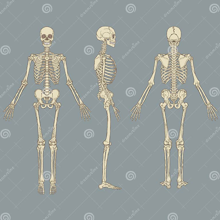 Human Skeleton Chart Vector Stock Vector - Illustration of chest ...