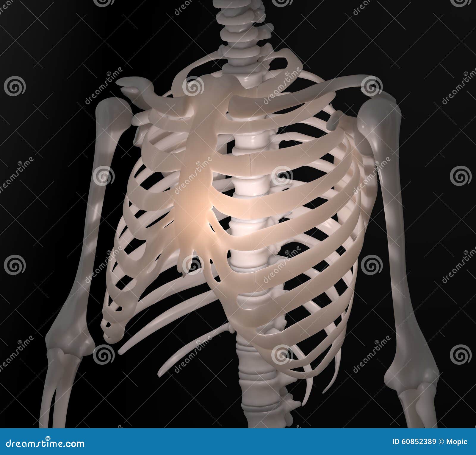 Human Anatomy Bones Chest