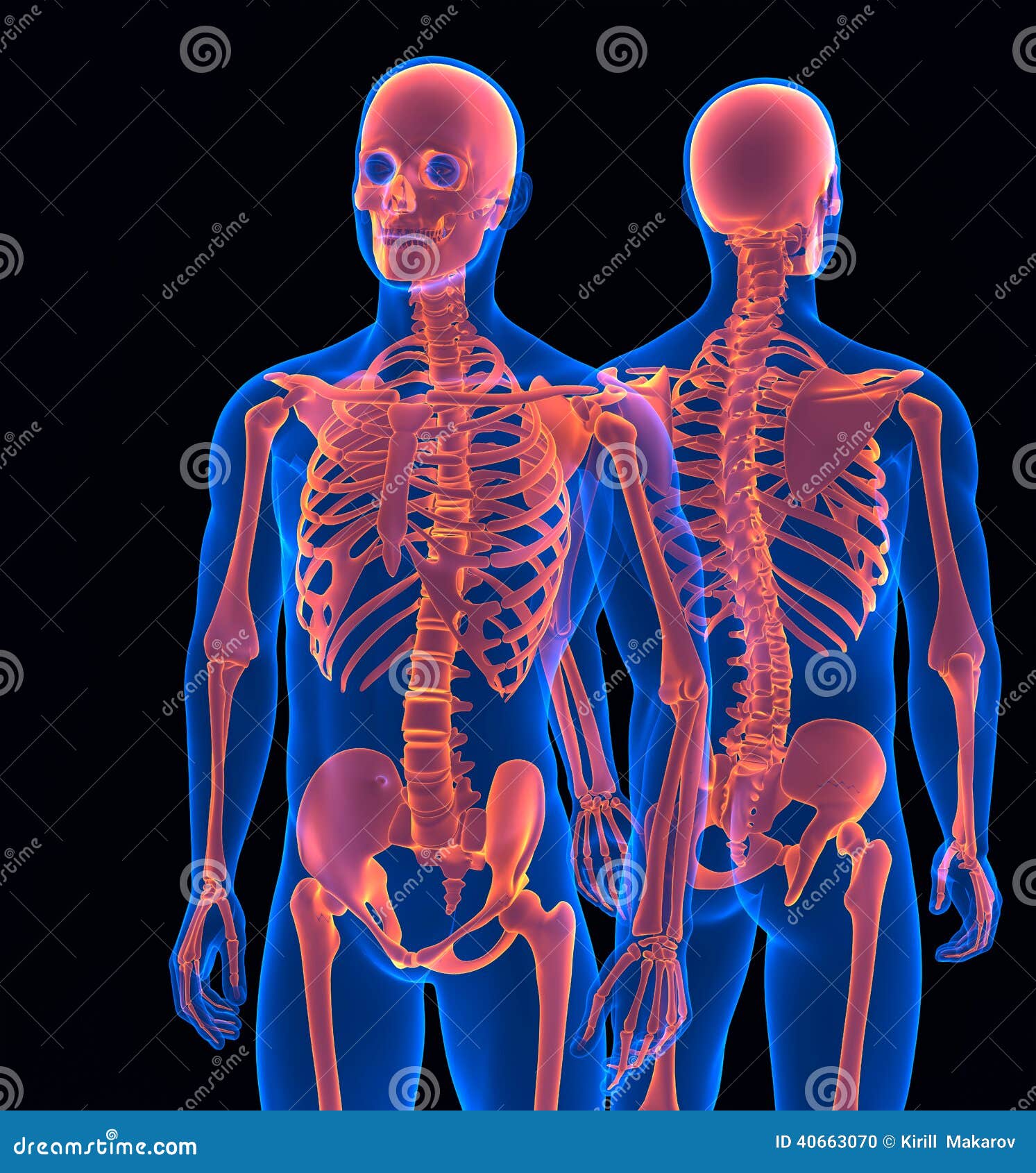 Human Skeleton Close Up. Front and Back View Stock Illustration ...