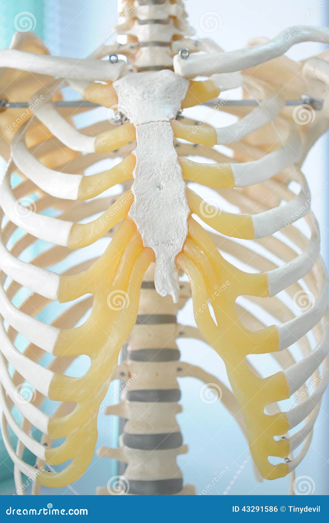 Human skeleton stock photo. Image of office, clinic, cabinet - 43291586
