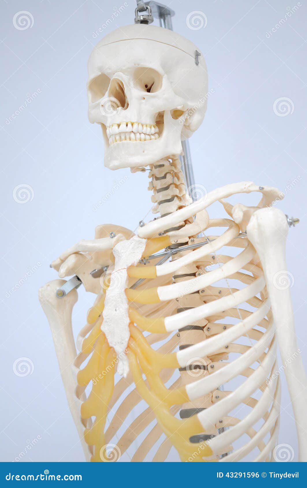 Human skeleton stock photo. Image of high, office, anatomy - 43291596