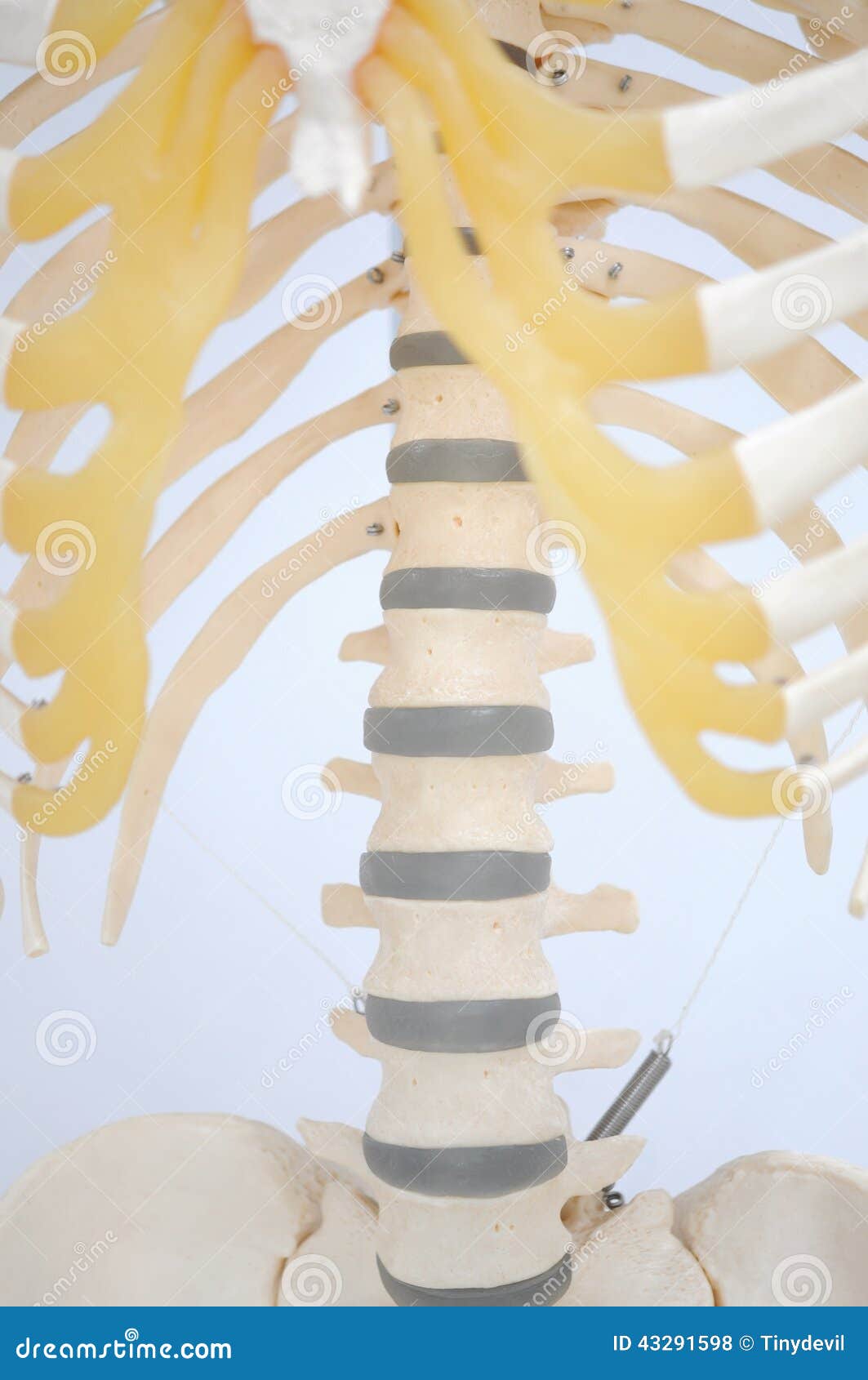 Human skeleton stock photo. Image of lecturer, anatomy - 43291598