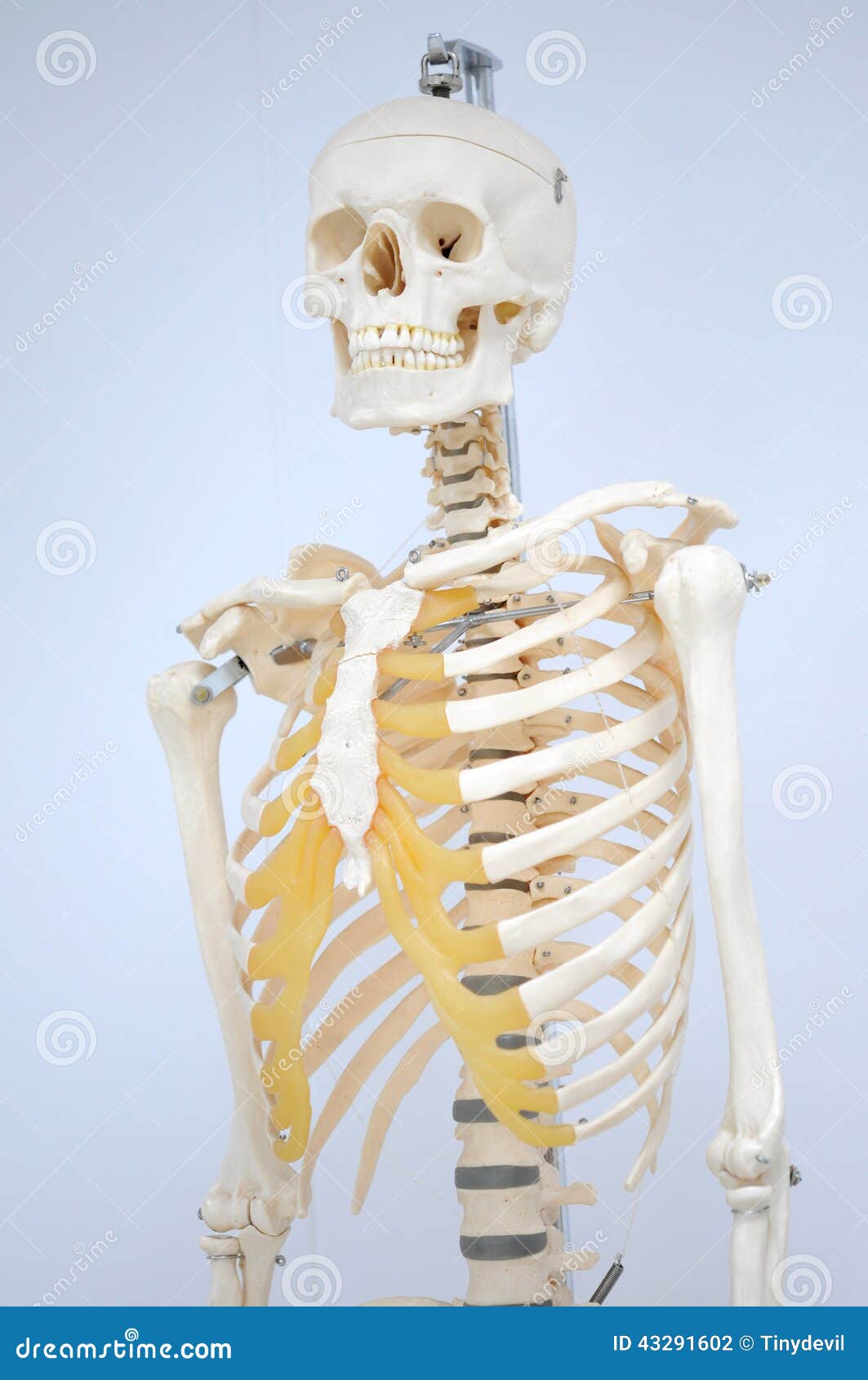 Human skeleton stock photo. Image of medical, physiotherapist - 43291602