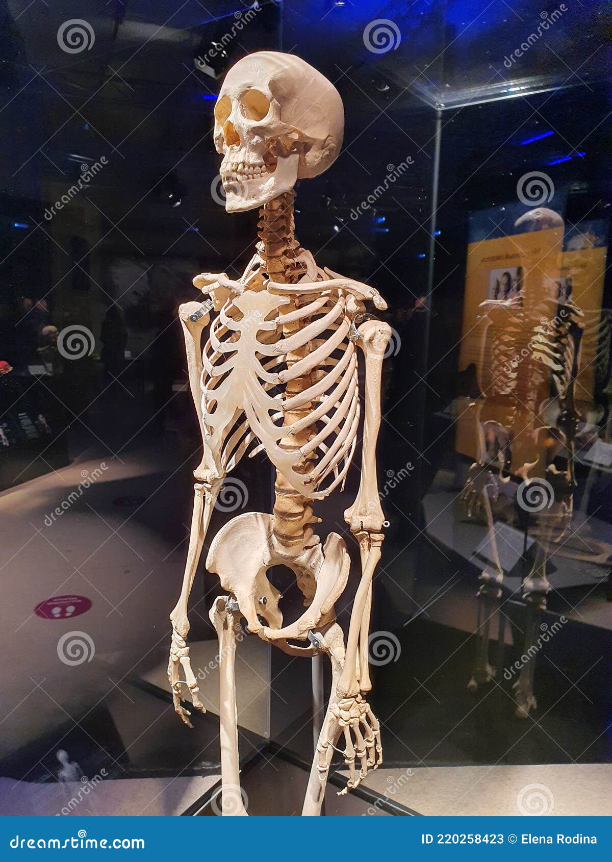 A Human Skeleton. a Complete Human Skeleton Stock Image - Image of ...