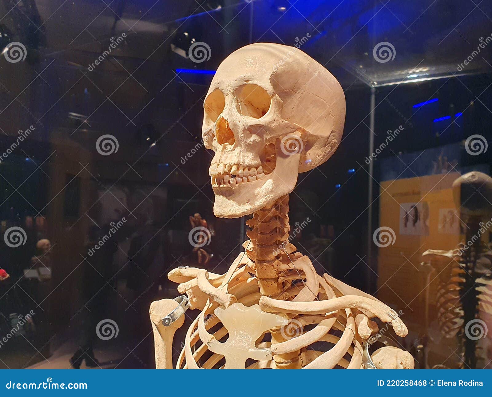A Human Skeleton. a Complete Human Skeleton Editorial Stock Photo ...