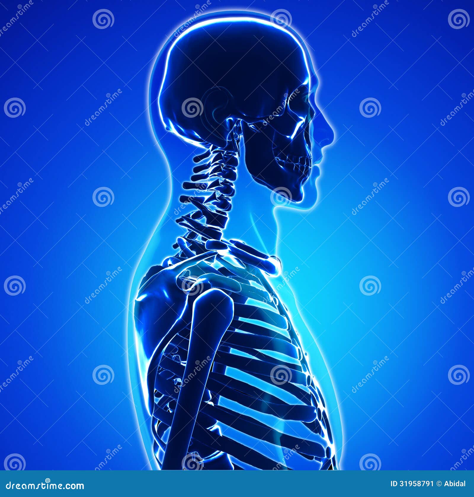 Human Skeleton stock illustration. Illustration of medical - 31958791