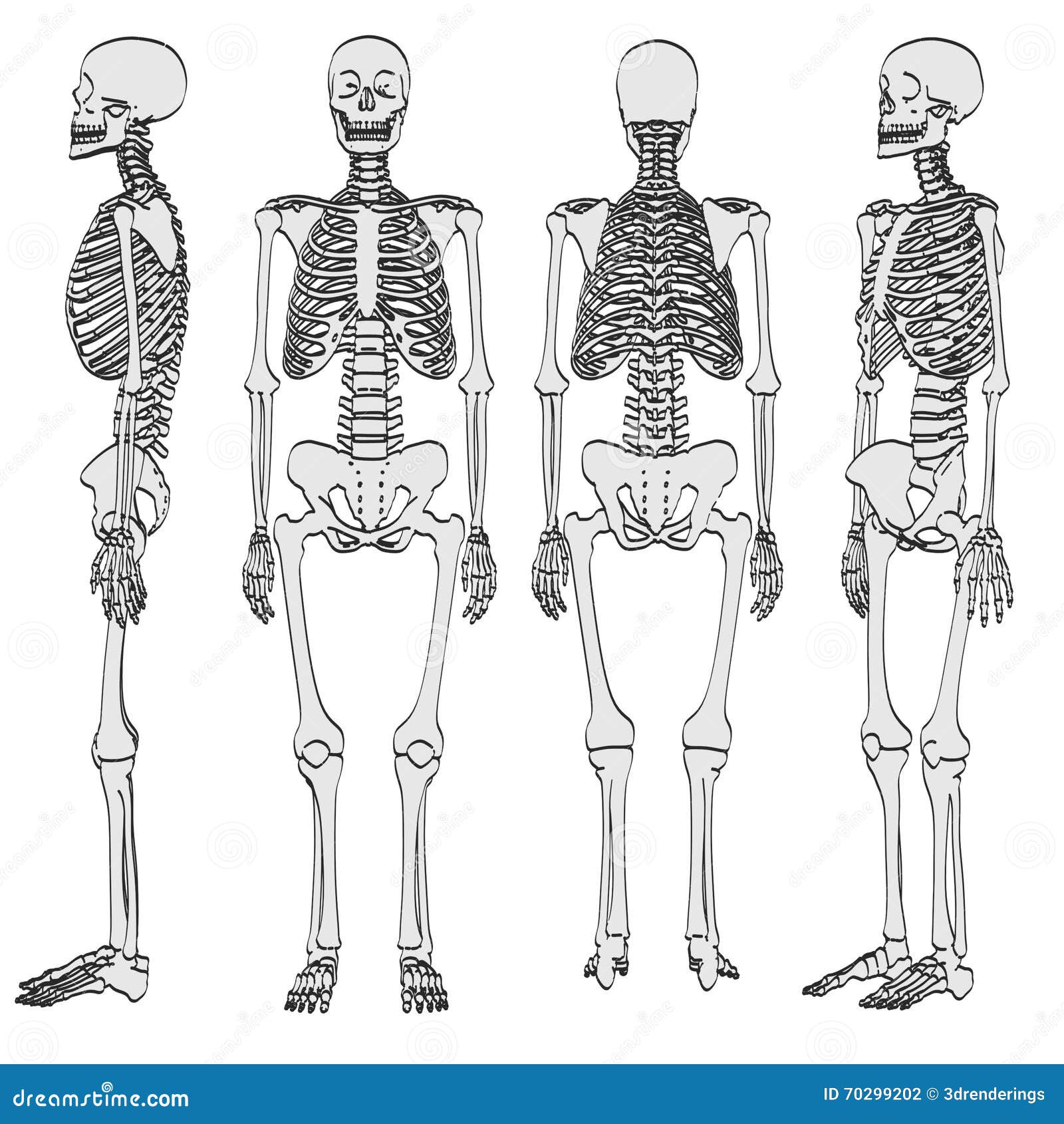 Human skeleton stock illustration. Illustration of system - 70299202