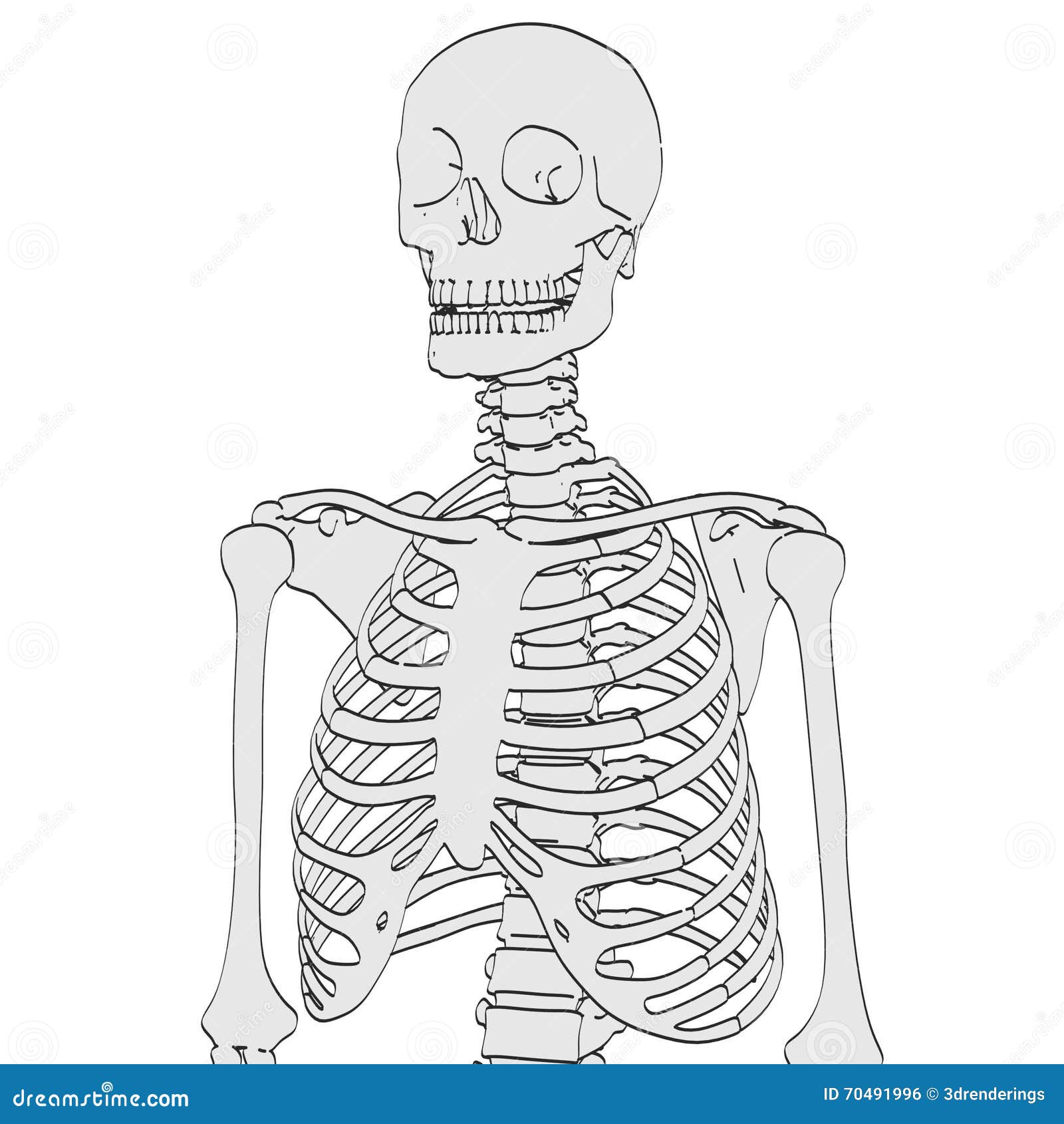 Human skeleton stock illustration. Illustration of skeleton - 70491996