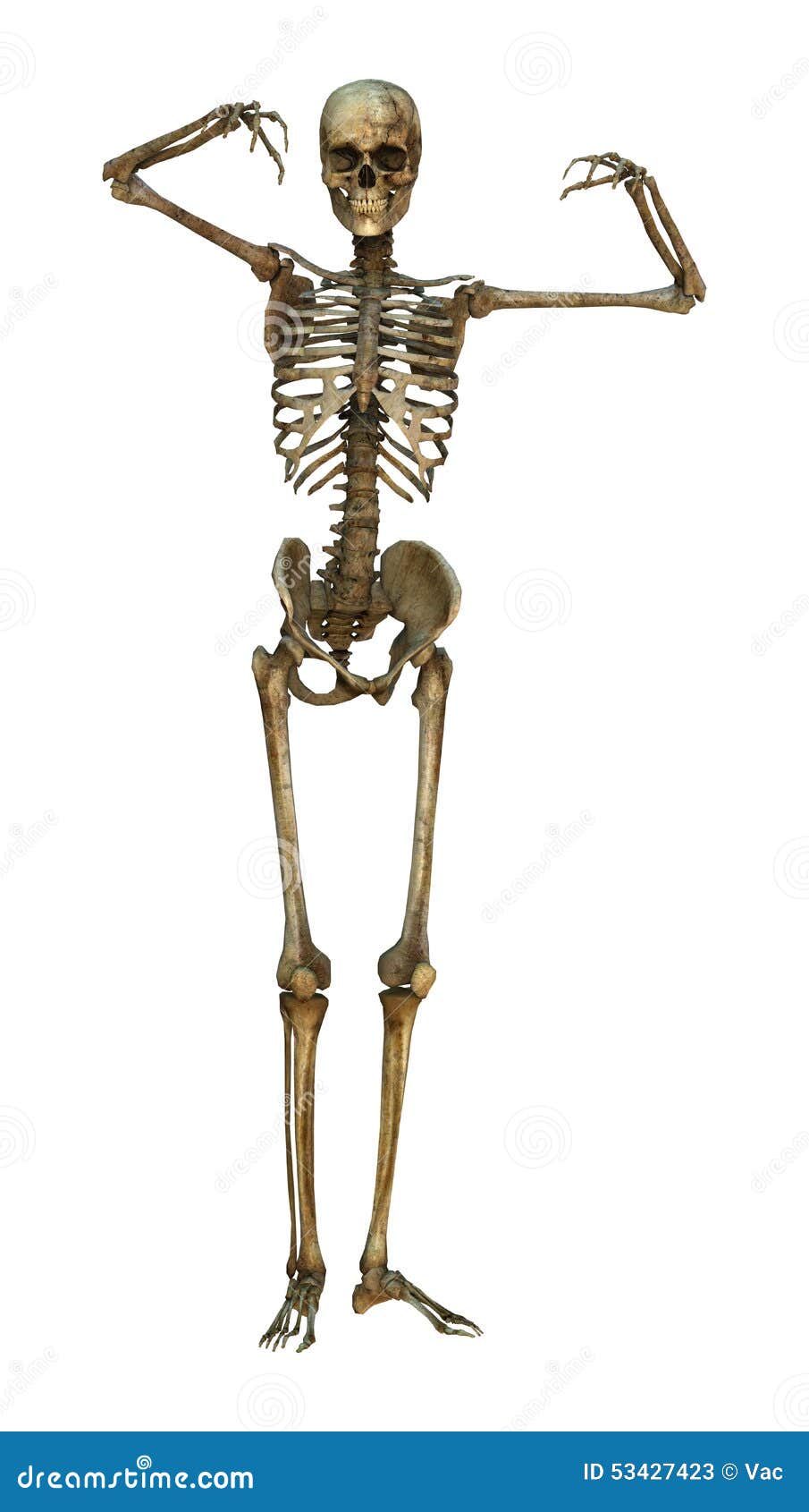 Human Skeleton stock illustration. Illustration of bone - 53427423