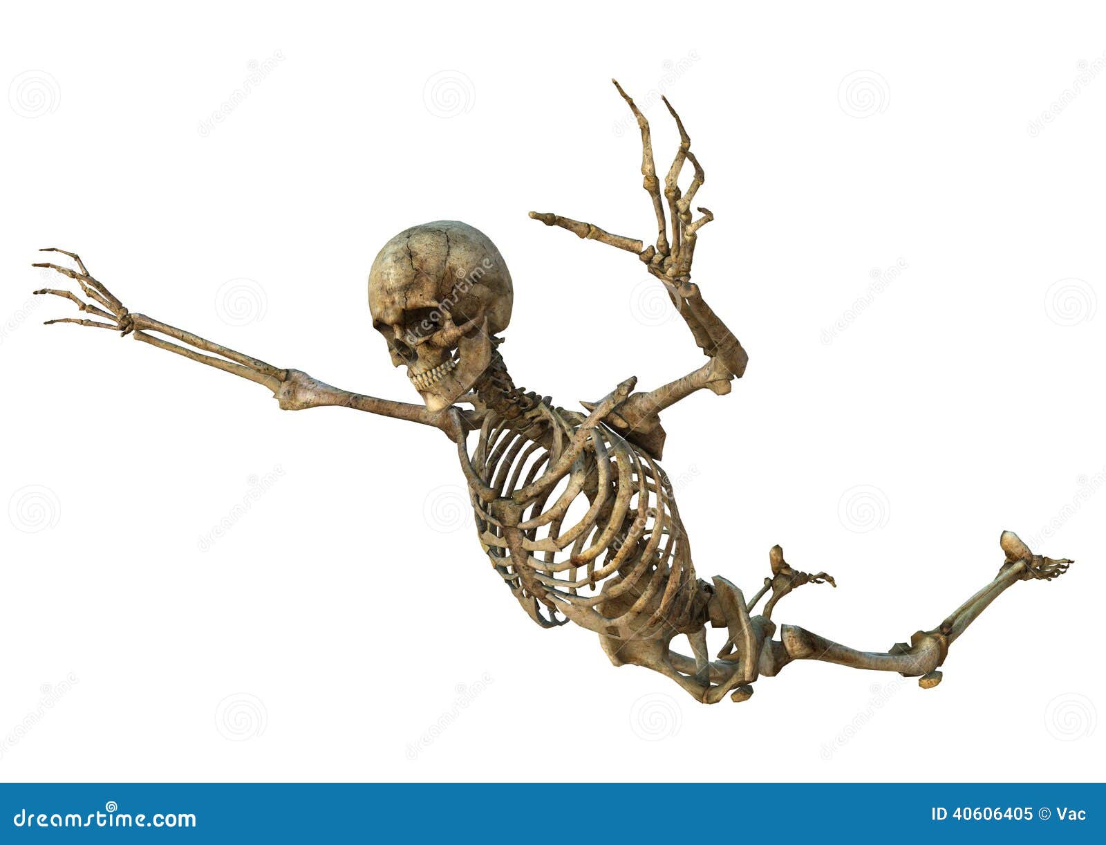 Human Skeleton stock illustration. Illustration of skull - 40606405