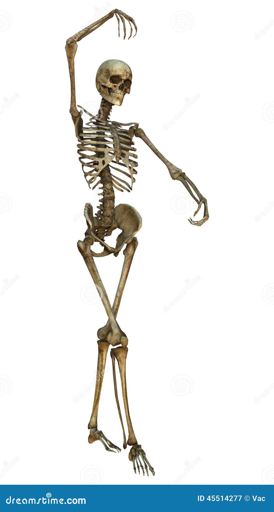 Human Skeleton stock illustration. Illustration of model - 45514277
