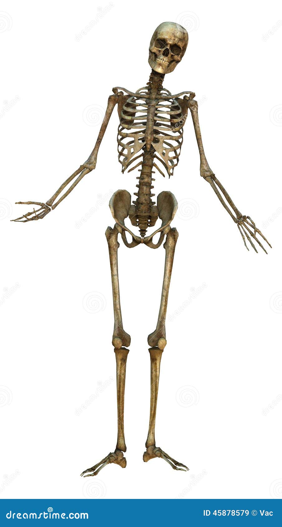 Human Skeleton stock illustration. Illustration of isolated - 45878579