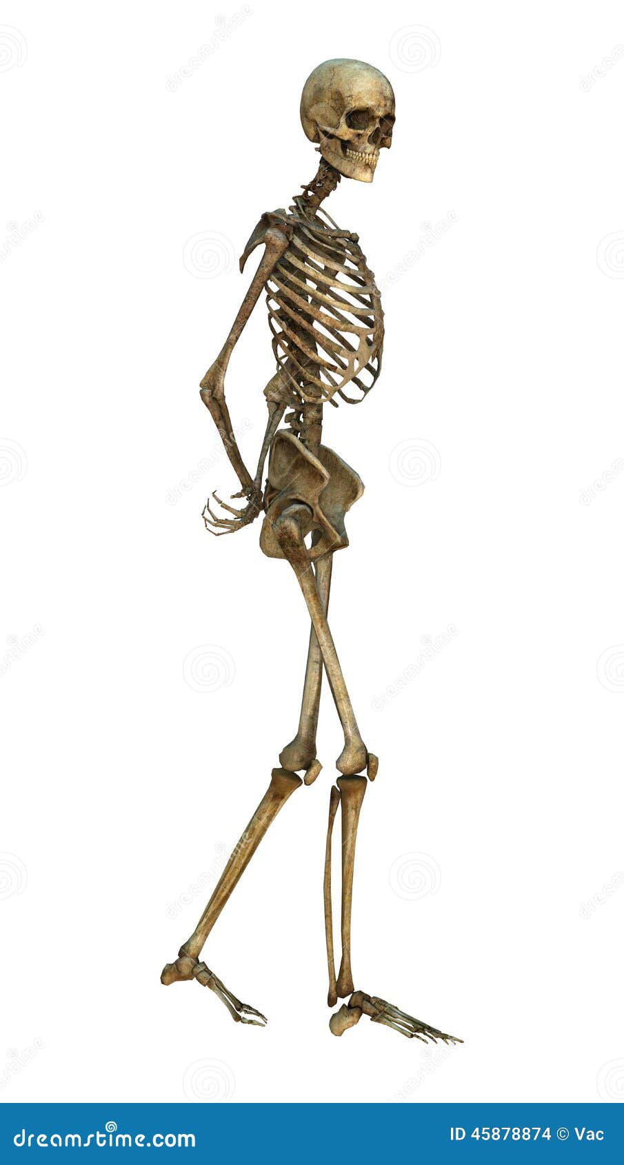 Human Skeleton stock illustration. Illustration of graphic - 45878874