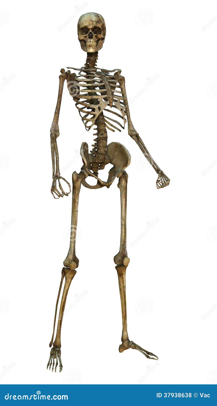 Human Skeleton Royalty Free Stock Photos - Image: 37938638