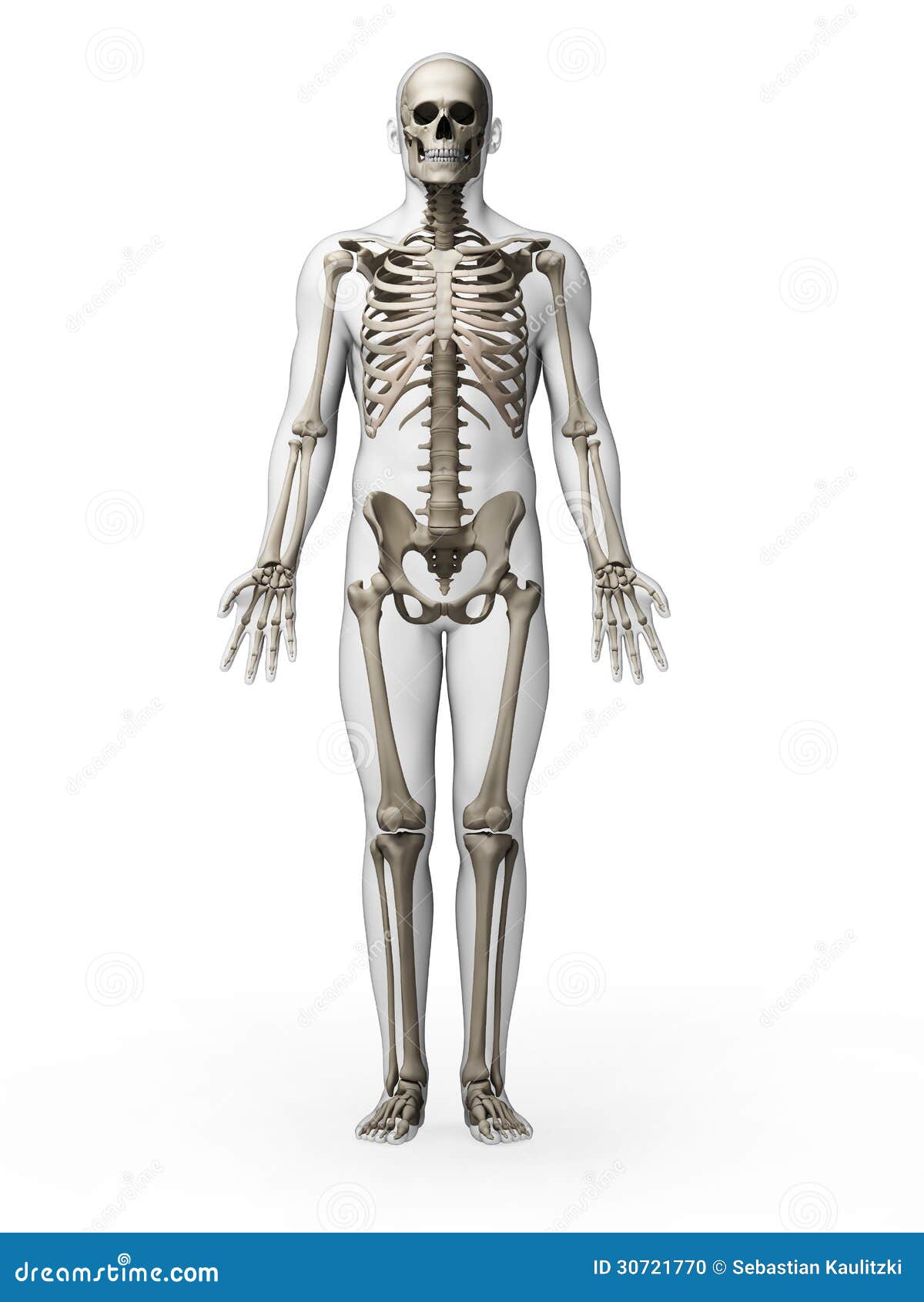 Human Skeleton Stock Illustration Illustration Of Teeth 30721770