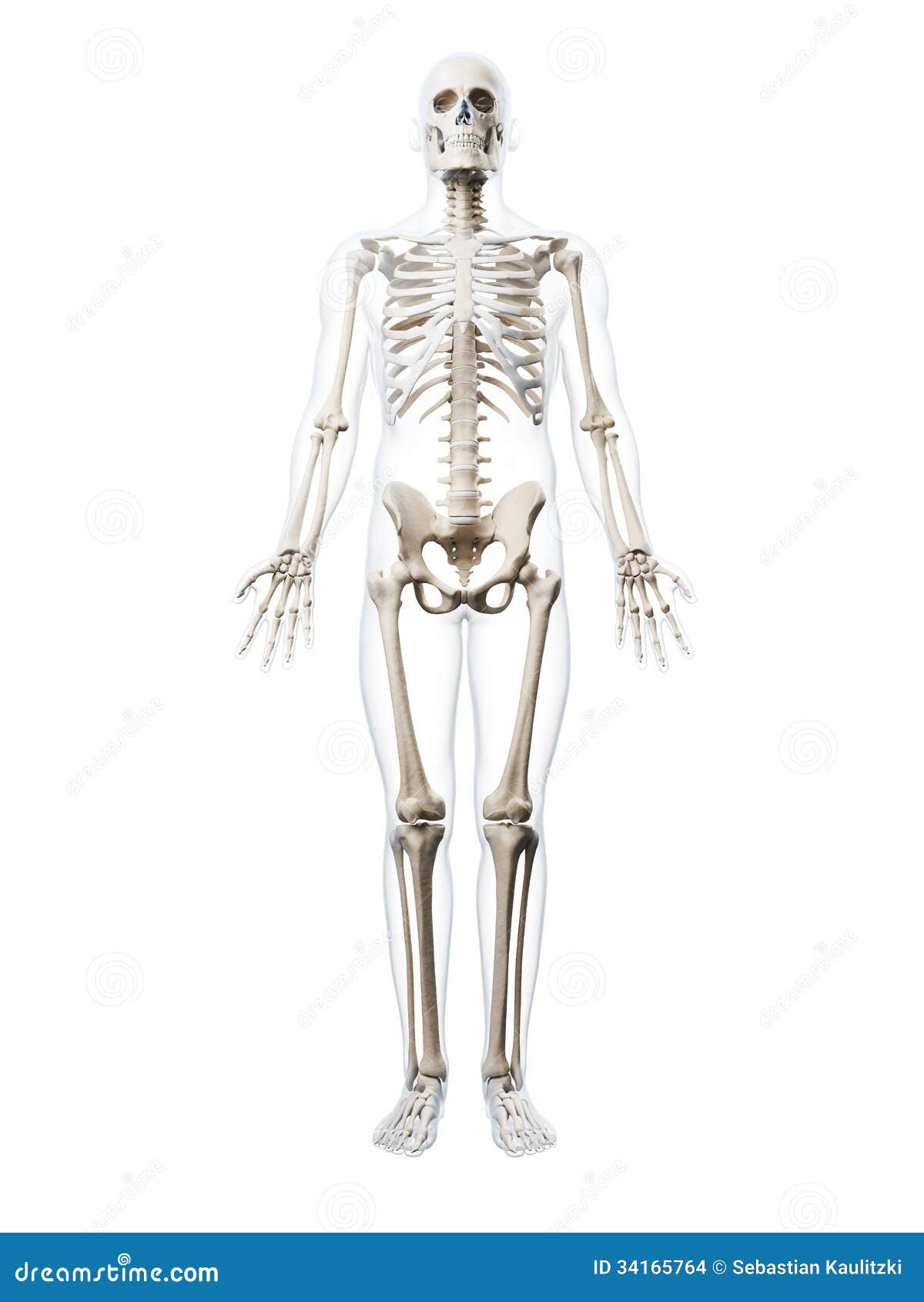 Human skeleton stock illustration. Illustration of graphic - 34165764
