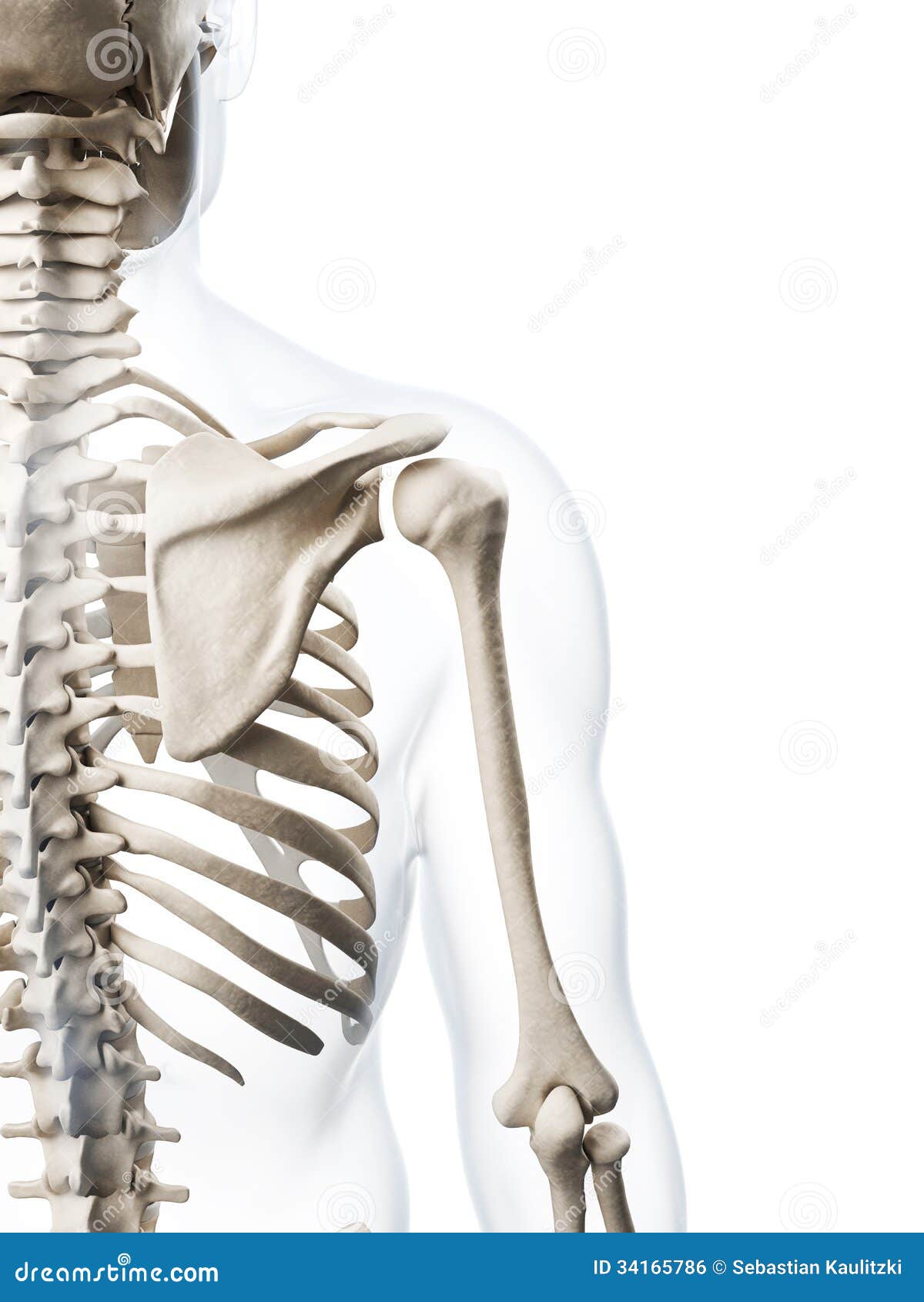 Human Skeleton Skeletal System Chart Labeled Bones Names Vector ...