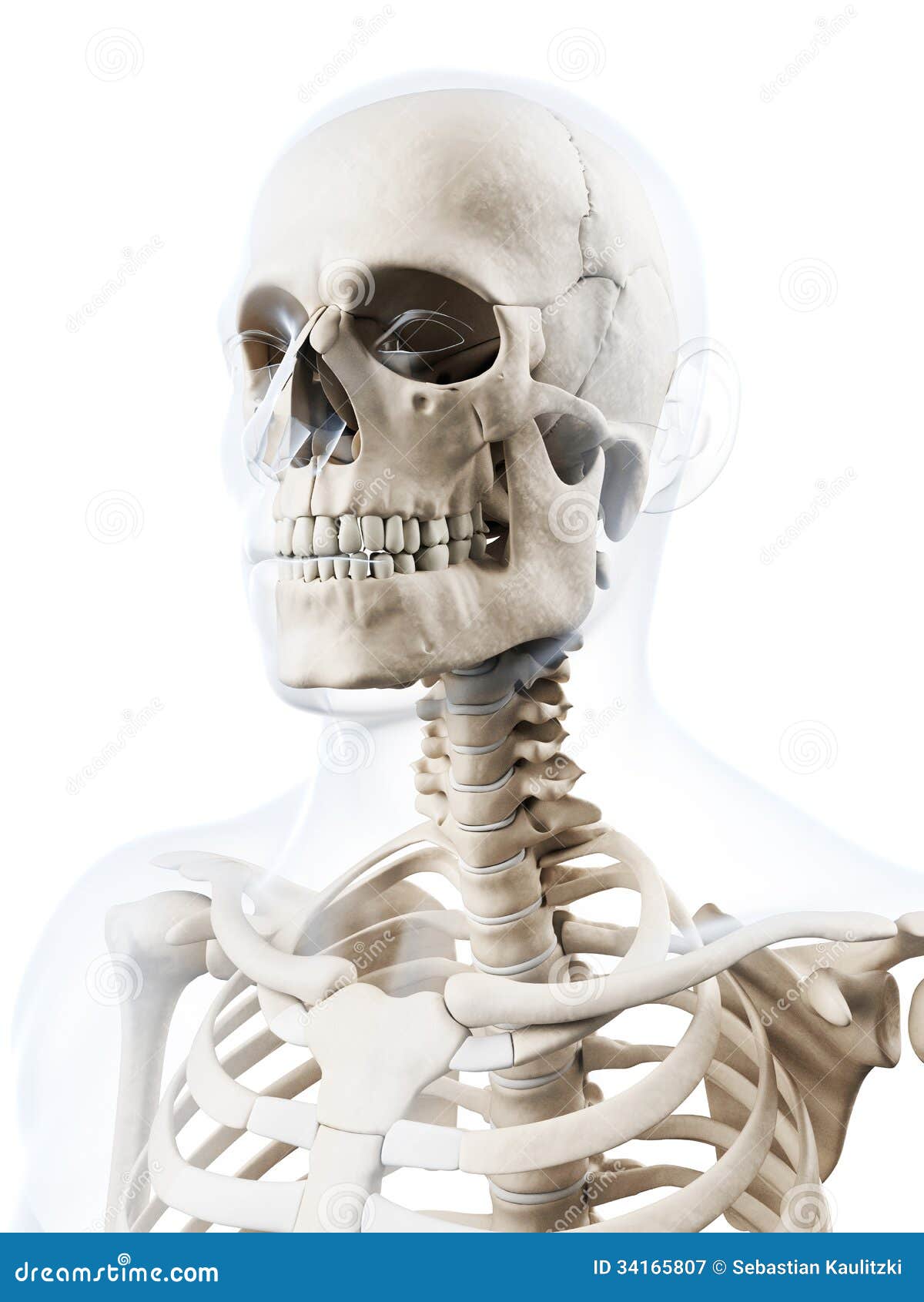 The human skeleton stock illustration. Illustration of skeleton - 34165807