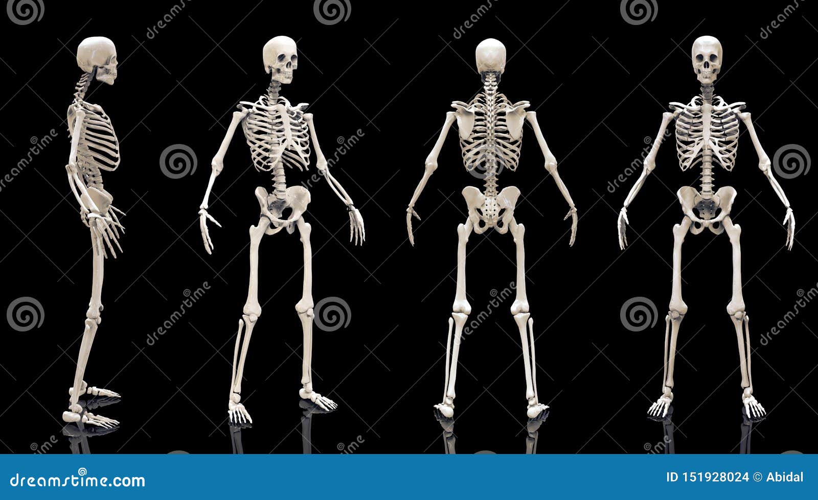 Human Skeleton Isolated in Background , 3d Render Stock Illustration ...