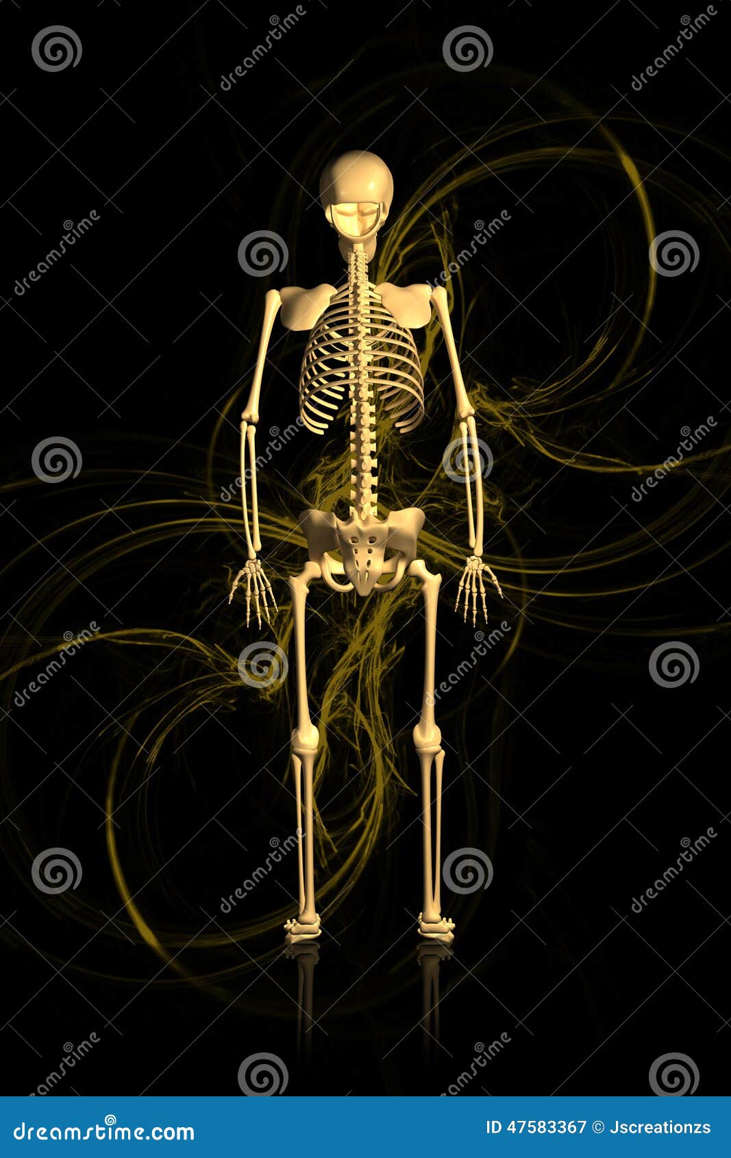 Human skeleton stock illustration. Illustration of joints - 47583367