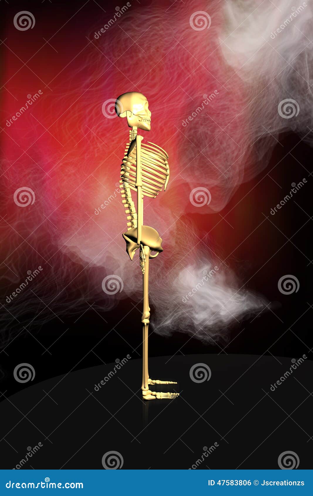 Human skeleton stock illustration. Illustration of bones - 47583806