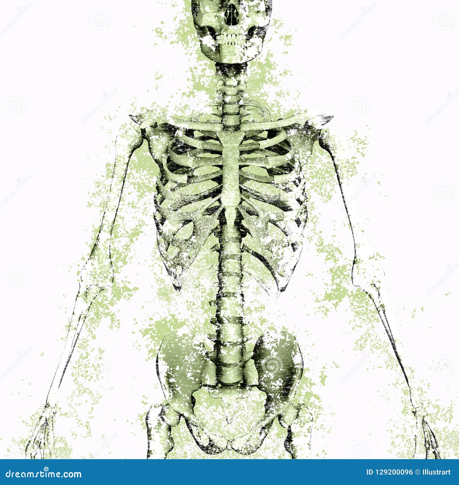 Human Skeleton Drawing with Grungy Texture Stock Illustration ...