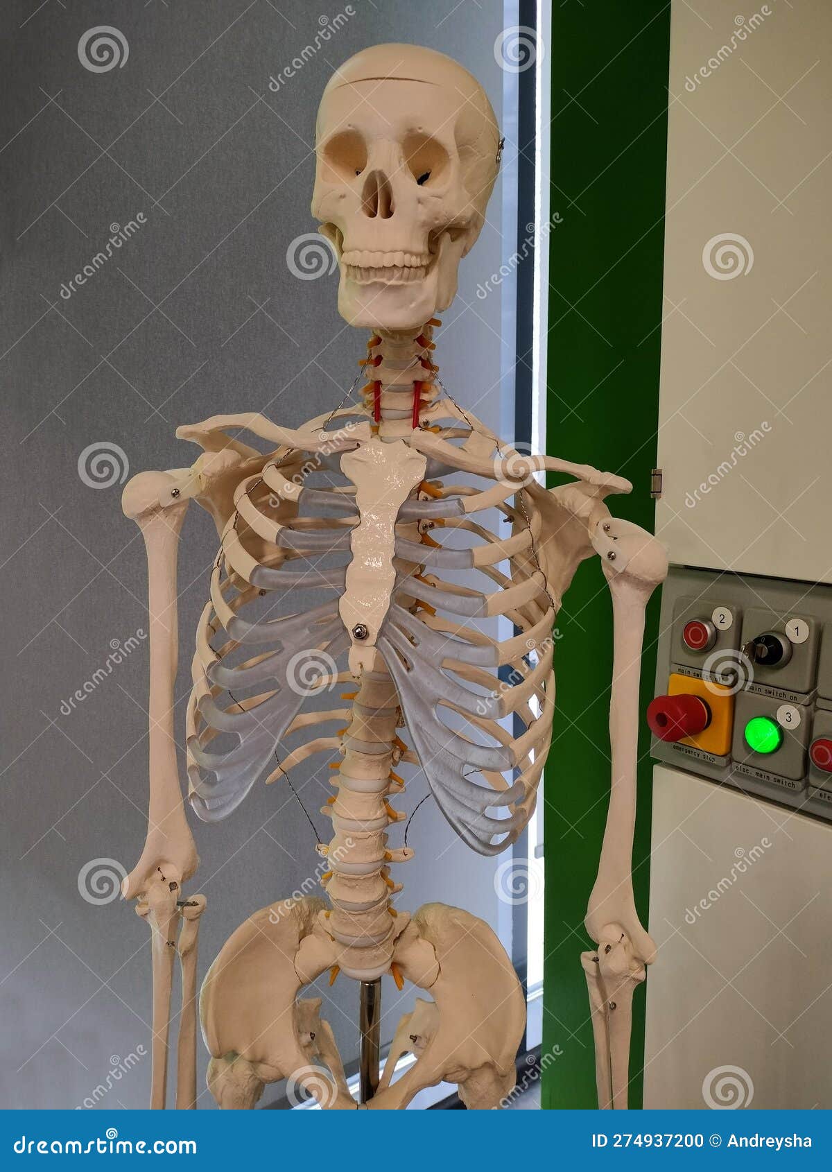 Educational Model of the Human Skeleton for the Work of Students in the ...