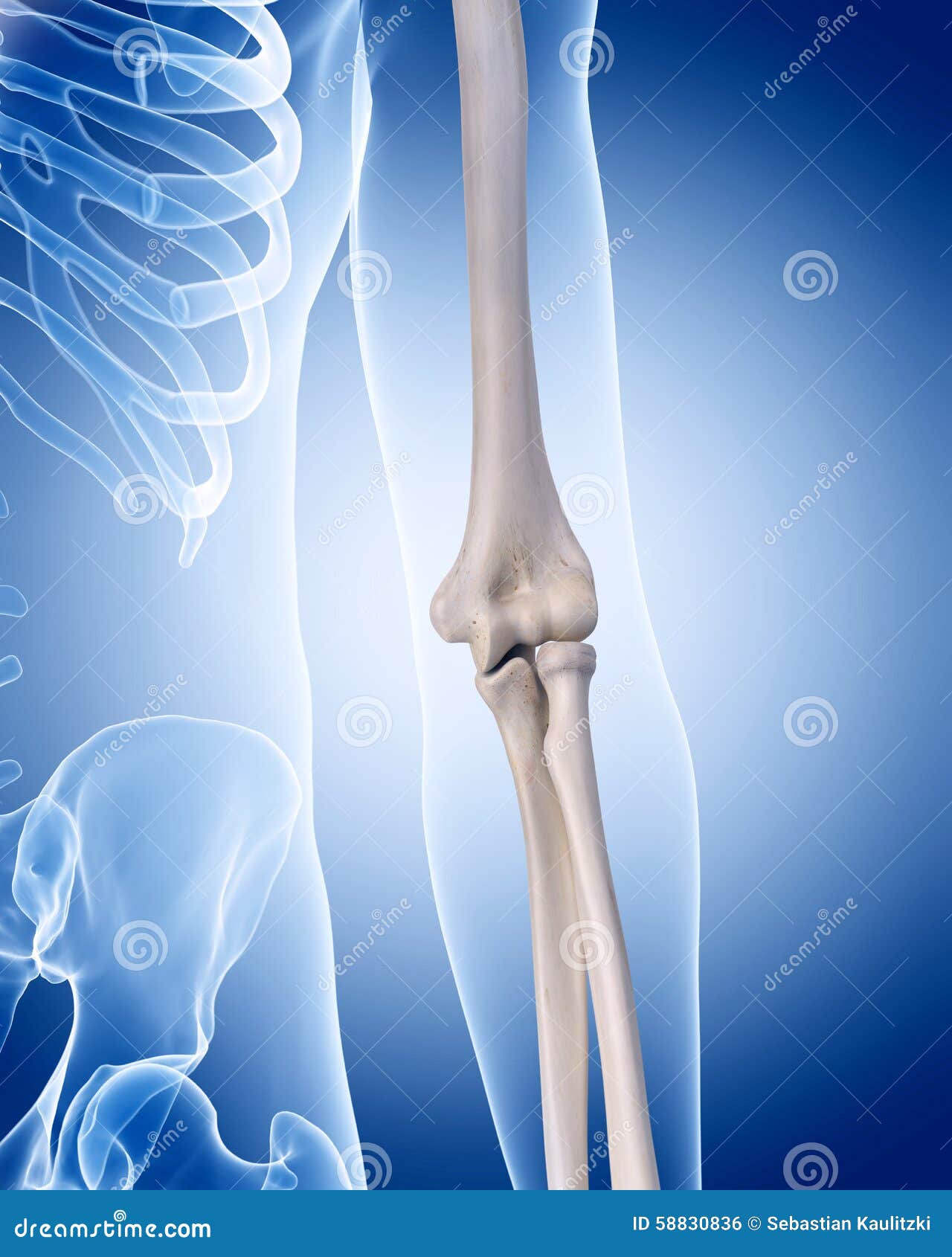 The Human Skeleton - the Elbow Stock Illustration - Illustration of ...