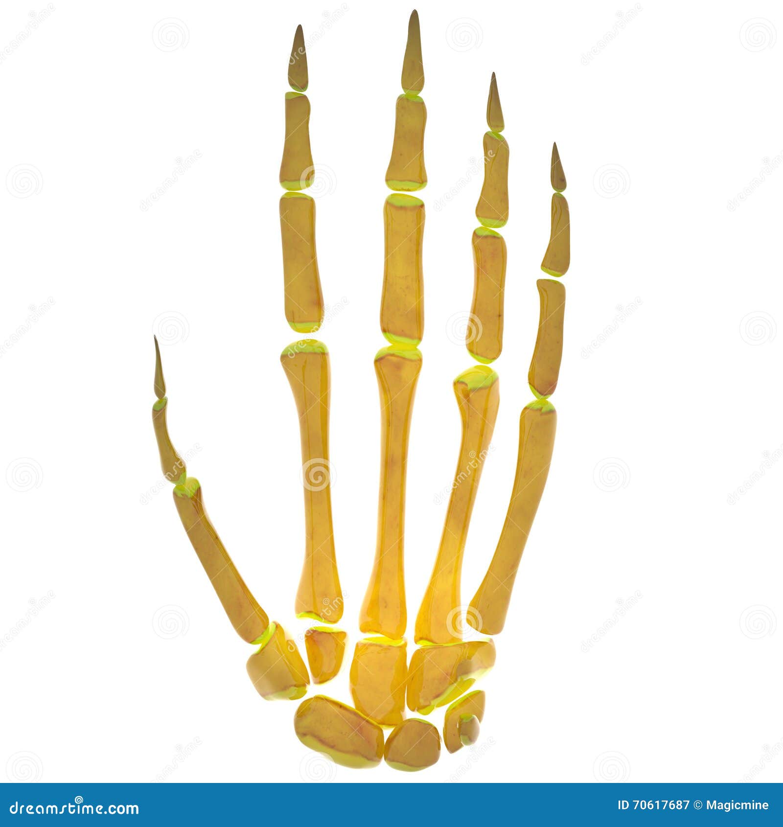 Human Skeleton Finger Joints Stock Illustration - Illustration of ...