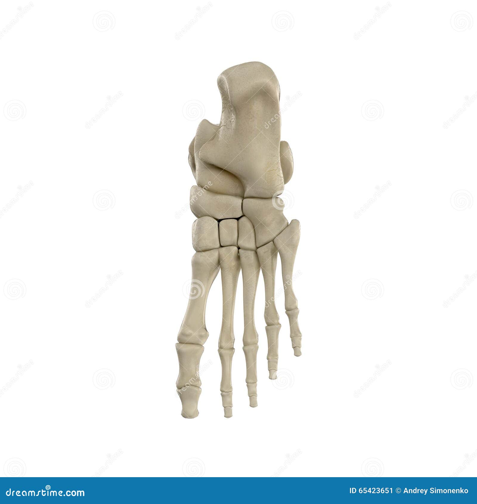Skeleton Foot With Ligaments Side View Stock Photo | CartoonDealer.com ...