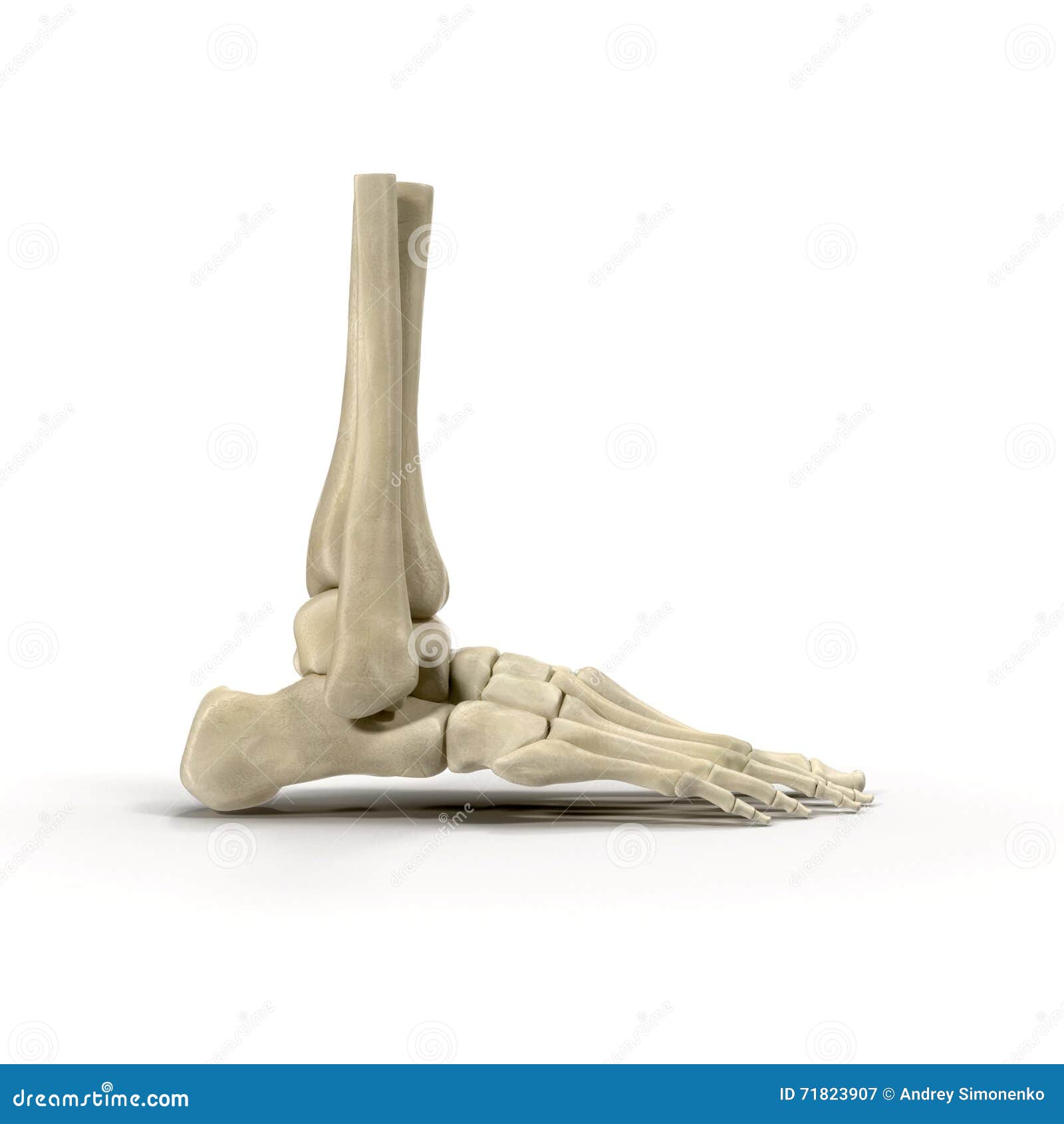Skeleton Foot With Ligaments Side View Stock Photo | CartoonDealer.com ...