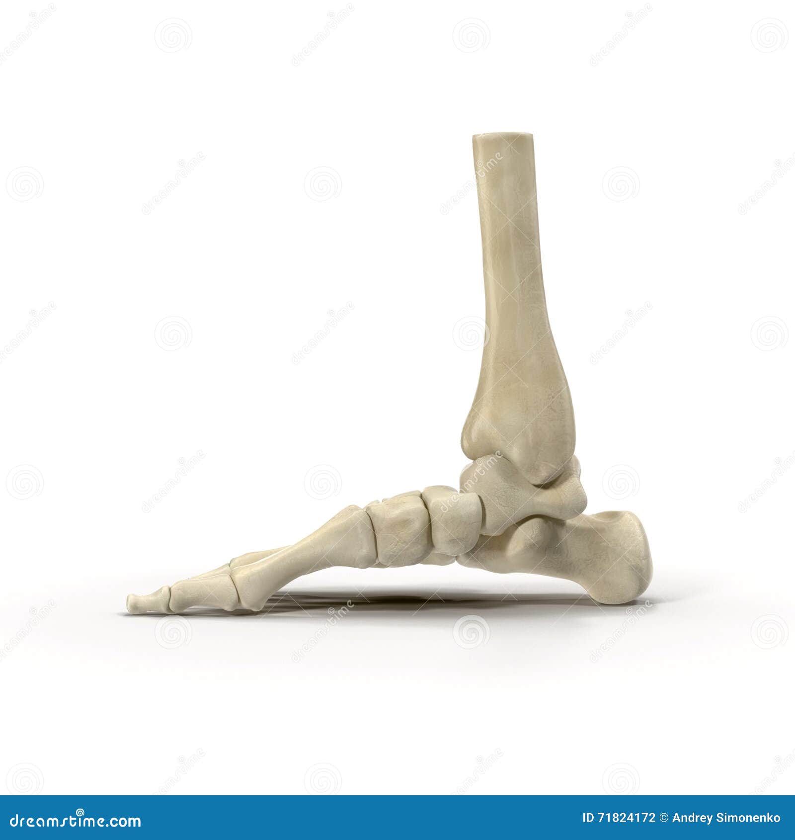 Skeleton Foot With Ligaments Side View Stock Photo | CartoonDealer.com ...