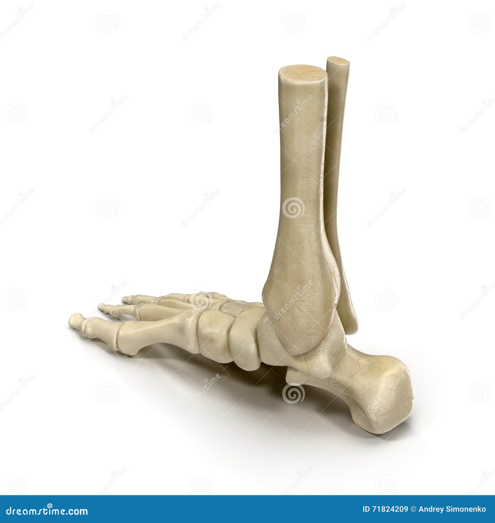 Skeleton Foot With Ligaments Side View Stock Photo | CartoonDealer.com ...