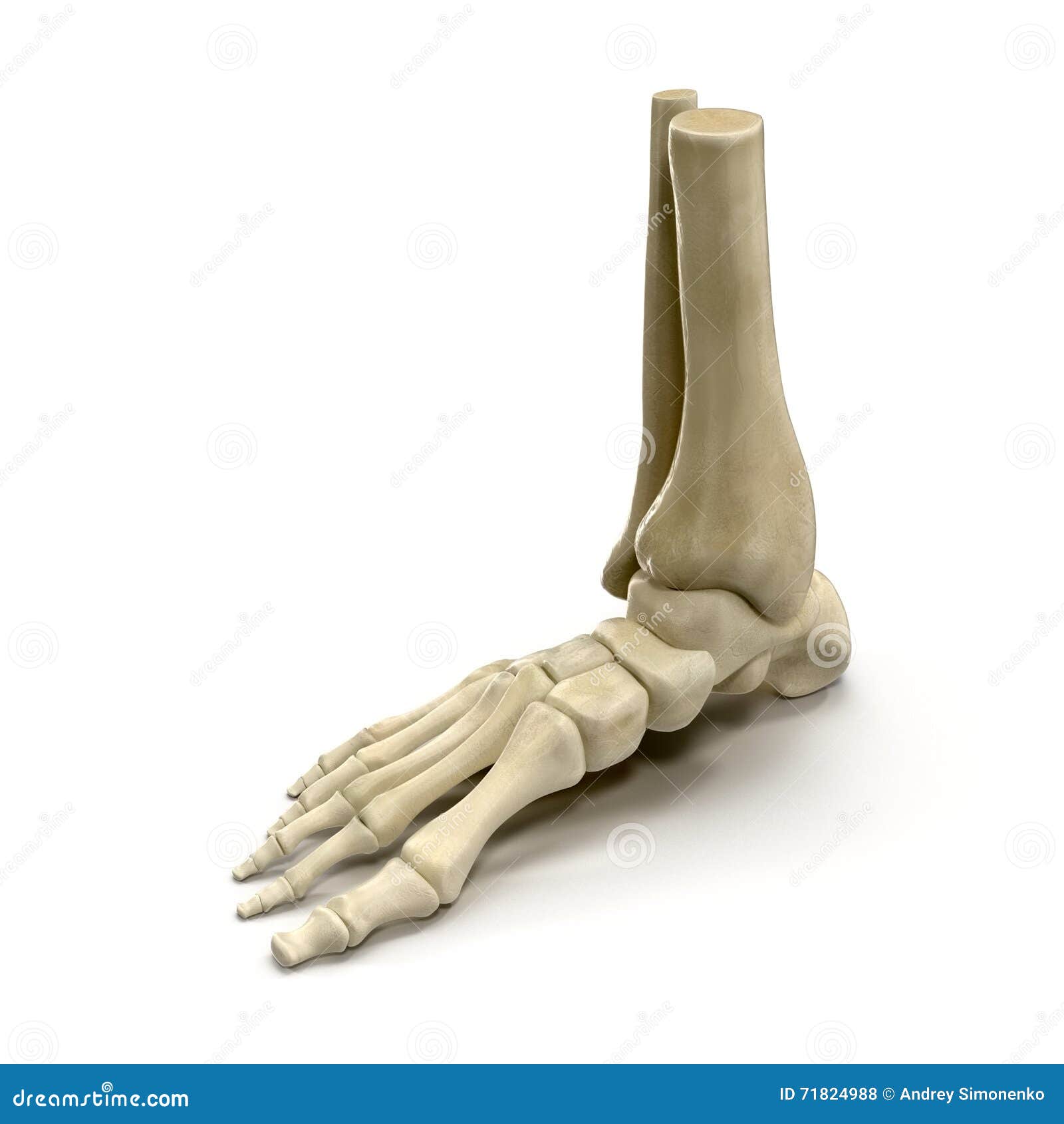 Skeleton Foot With Ligaments Side View Stock Photo | CartoonDealer.com ...